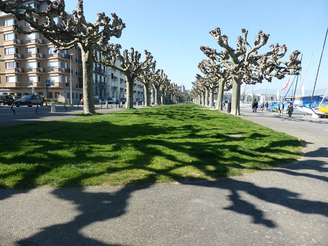 Pollarding: is it simply a Brazilian for Trees? – Mudskipper Press