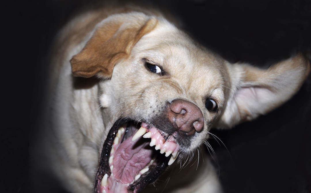 Why are We no Longer Scared of Rabies? – Mudskipper Press