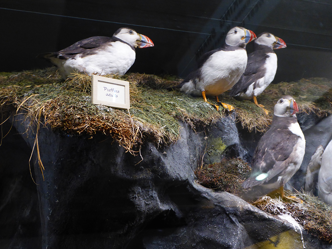 My Puffin Obsession – Mudskipper Press