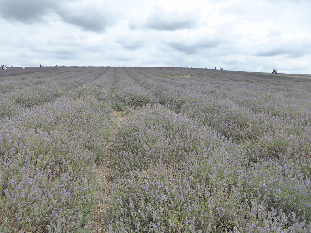 A Purple Haze in Hitchin – Mudskipper Press