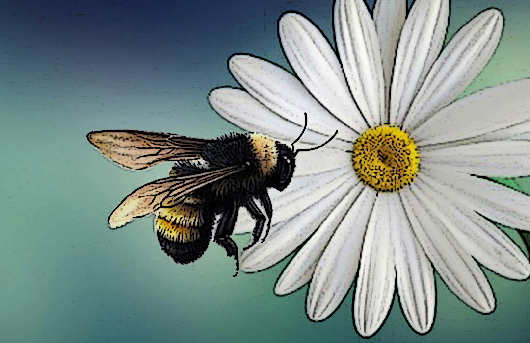 Listening to the Bees – Mudskipper Press